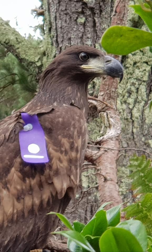 Name the eaglet - Glengarriff Nature Reserve